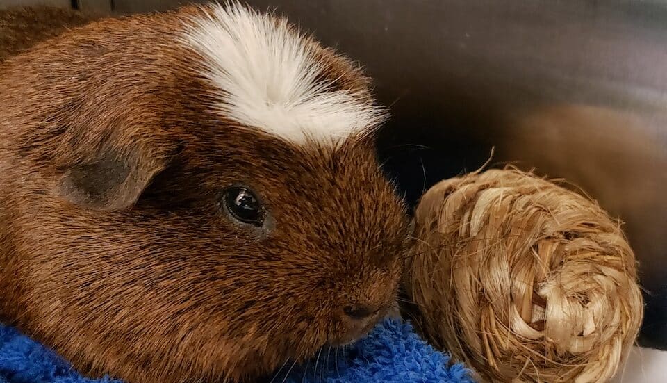 Pocket Pet Care Holland, Zeeland | East Holland Veterinary Clinic